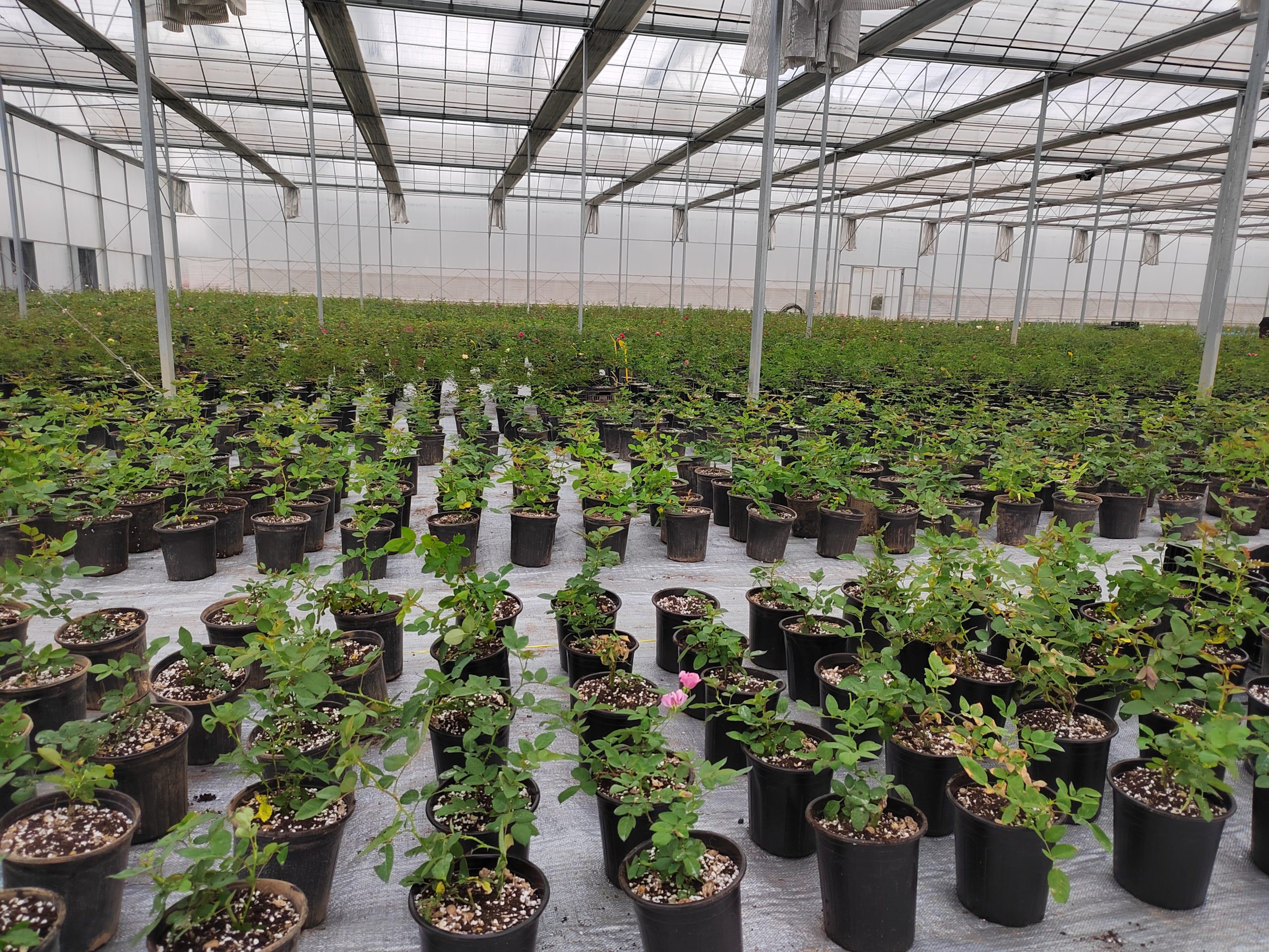 Rose Terrazza Juicy - CHINESE EXPORTER