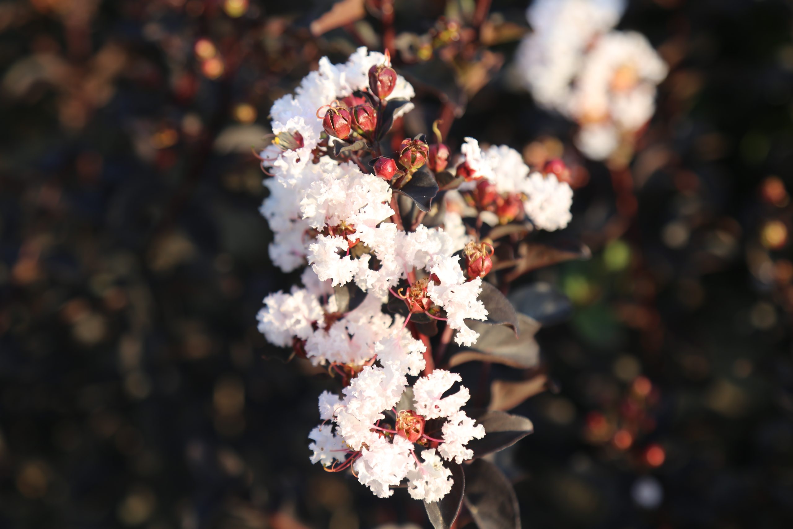 CrapeMyrtle Ebony Glow - 중국 수출업체