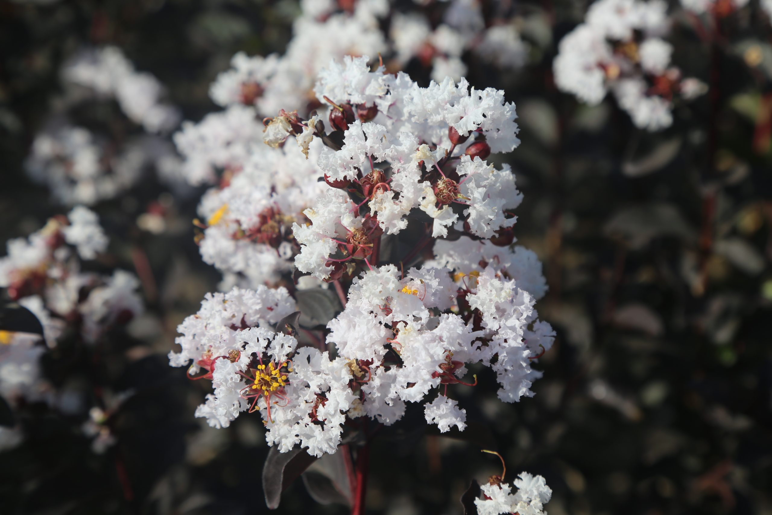 CrapeMyrtle Ebony Glow - 중국 수출업체