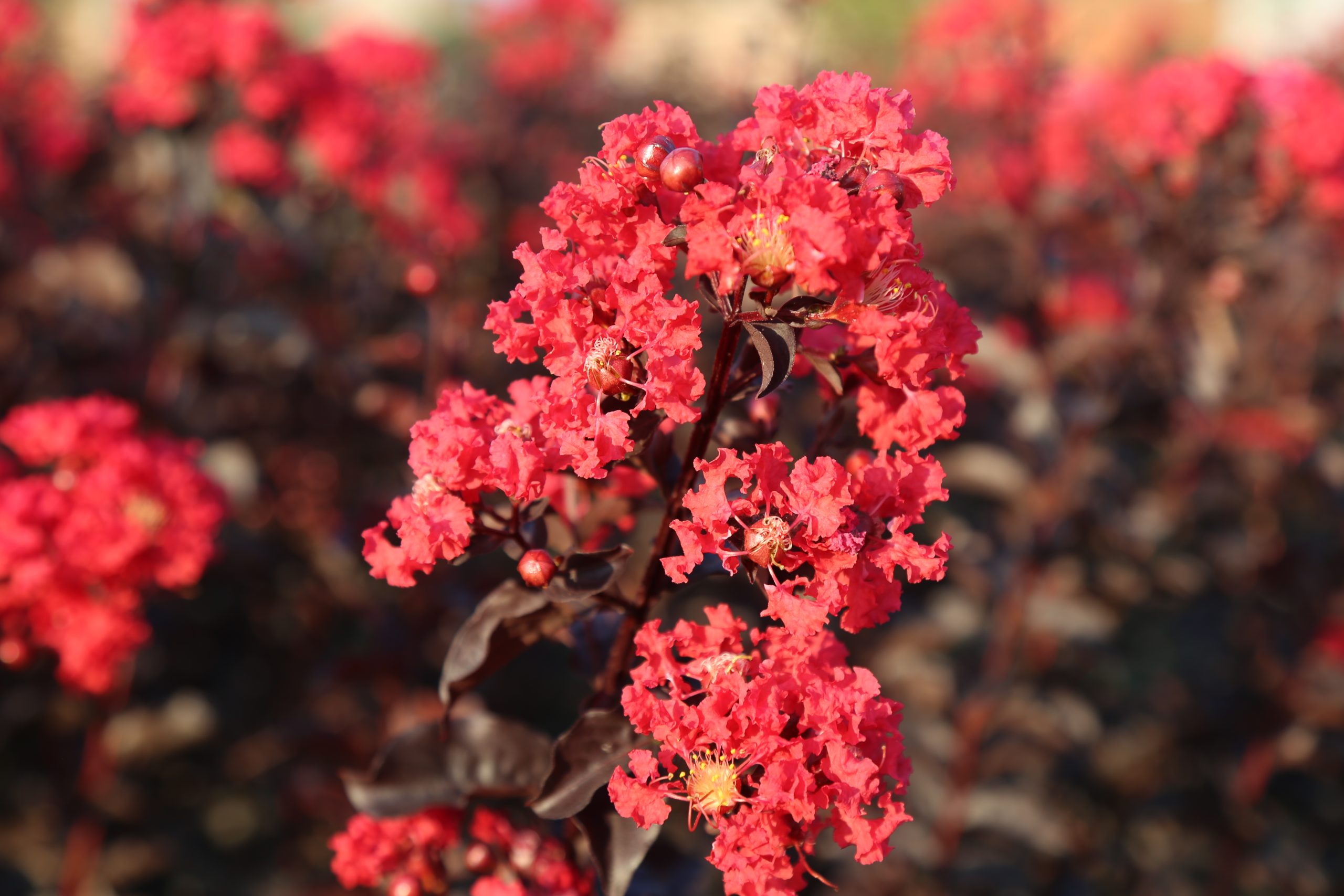 Crapemyrtle Ebony Embers Crape Myrtle - CHINESE TREE EXPORTER