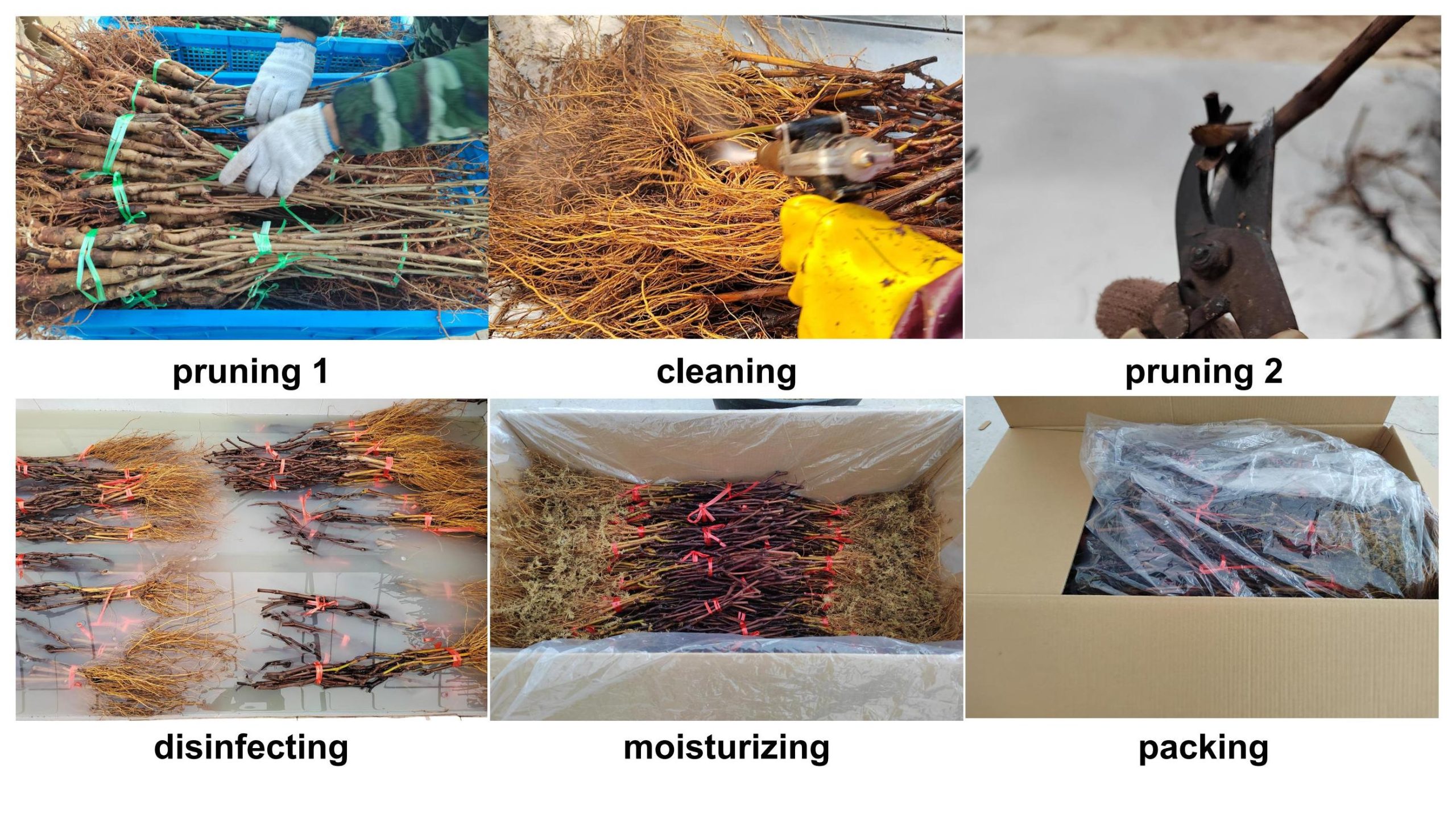 Wisteria sinensis 'Prolific' (Chinese Wisteria) - CHINESE TREE EXPORTER