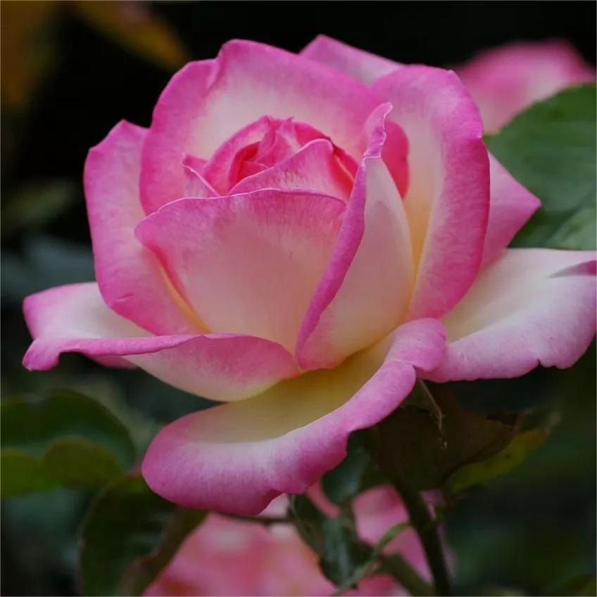 Rosa 'Princesse de Monaco' (Rose Princess of Monaco) - CHINESE EXPORTER
