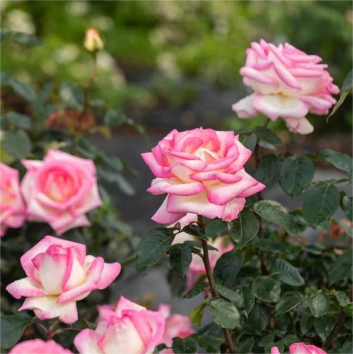 Rosa 'Princesse de Monaco' (Rose Princess of Monaco) - CHINESE EXPORTER
