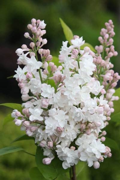 Syringa vulgaris 'Beauty of Moscow' - CHINESE EXPORTER