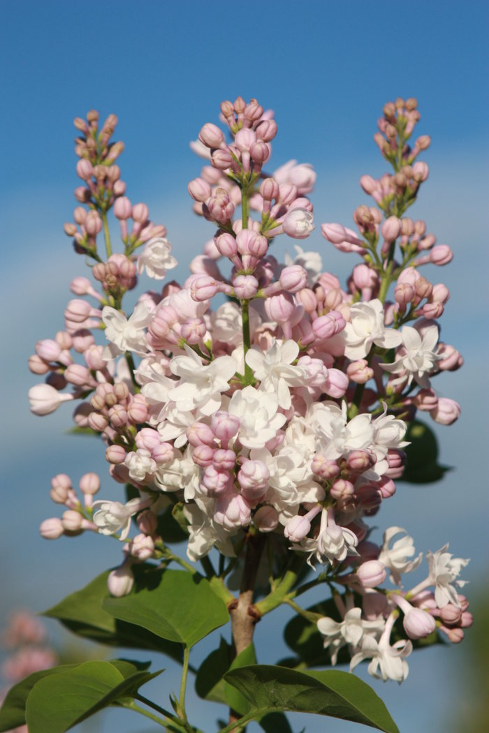 Syringa vulgaris 'Beauty of Moscow' - CHINESE EXPORTER