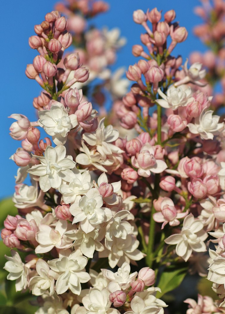 A Comprehensive Guide to Caring for Your Syringa Vulgaris for Maximum ...