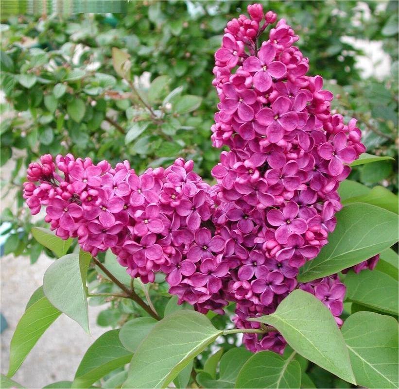 Syringa Vulgaris 'Sarah Sands' - CHINESE EXPORTER