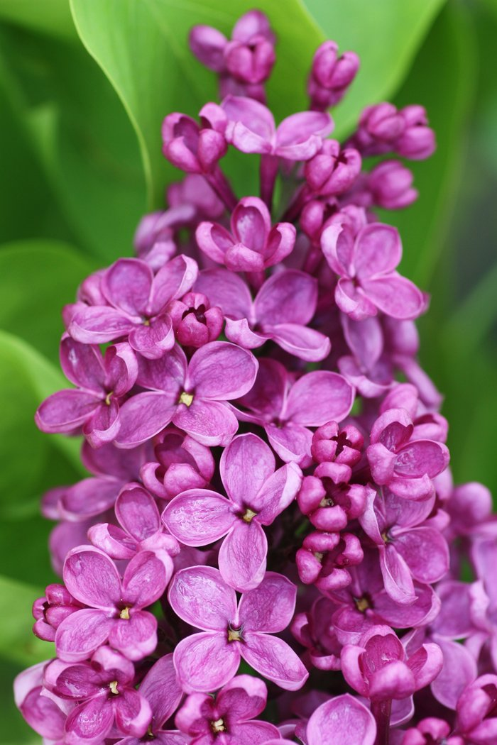 Syringa Vulgaris 'Sarah Sands' - CHINESE EXPORTER
