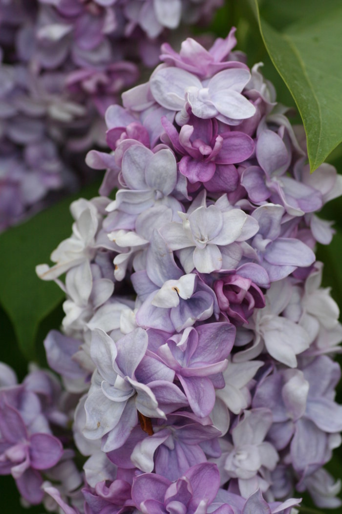 Syringa Vulgaris 'Nadezhda' - 중국 수출업자