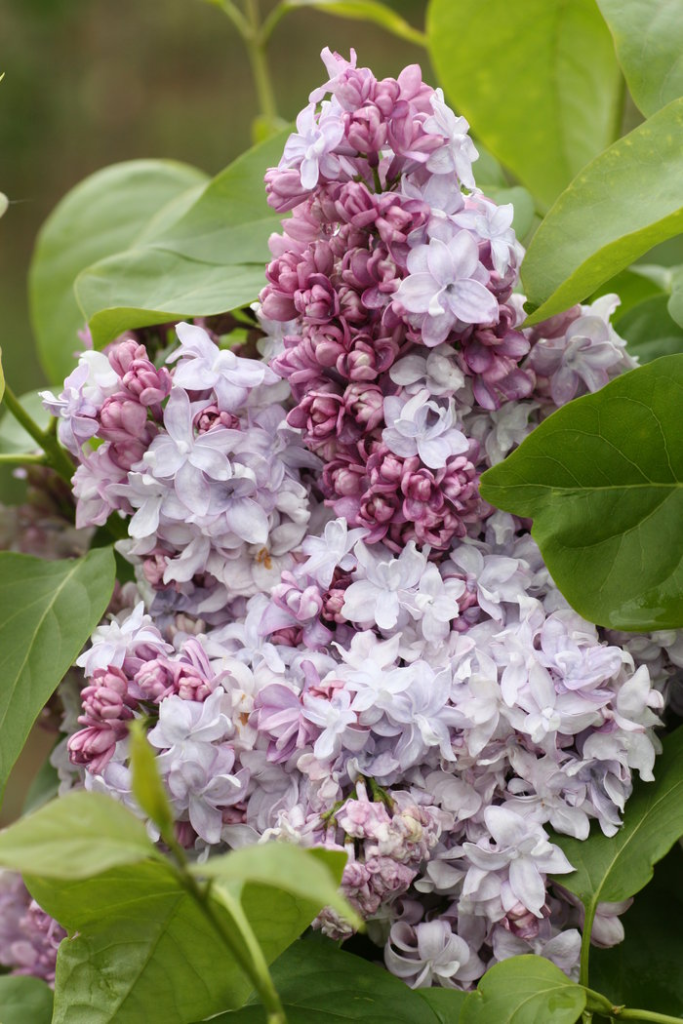 Syringa Vulgaris 'Nadezhda' - 중국 수출업자