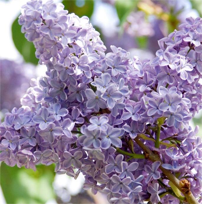 Syringa Vulgaris Common Lilac Wholesale - JF Tree