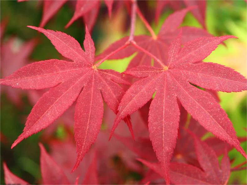 Acer palmatum 'Bloodgood' Red - CHINESE EXPORTER
