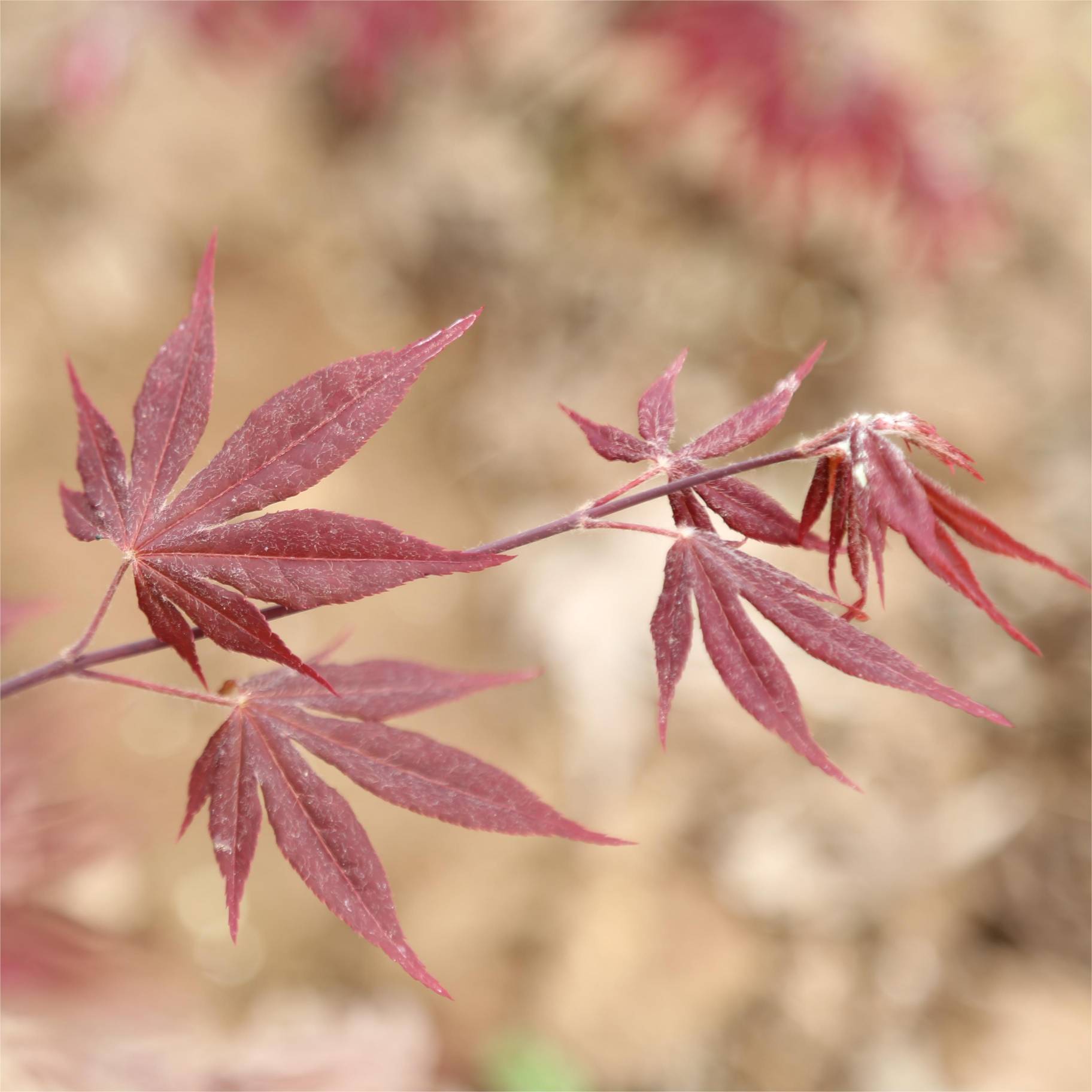 Acer palmatum 'O Kagami'(Japanese Maple) - CHINESE EXPORTER