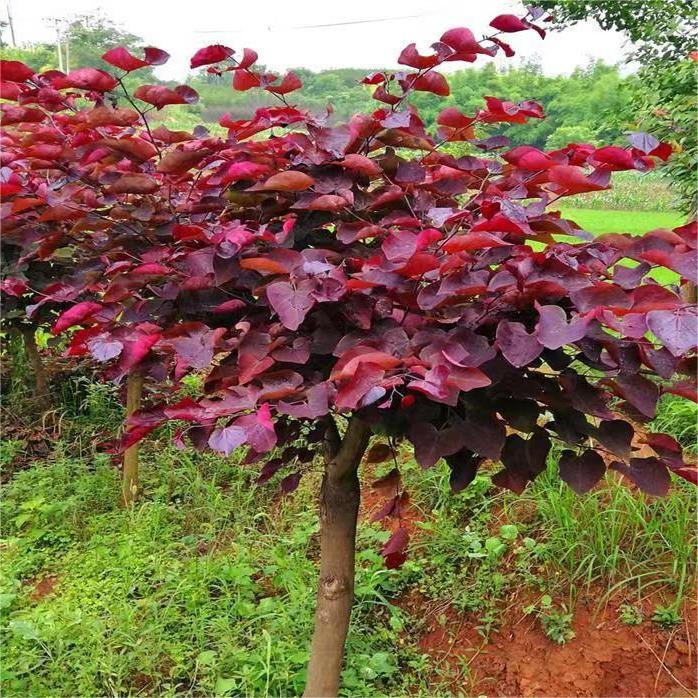 Cercis canadensis 'Forest Pansy' - JF TREE NURSERY