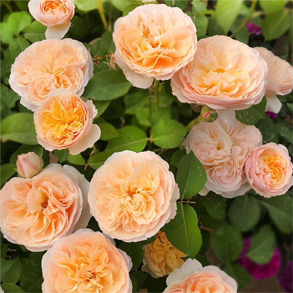 Juliet rose - CHINESE EXPORTER