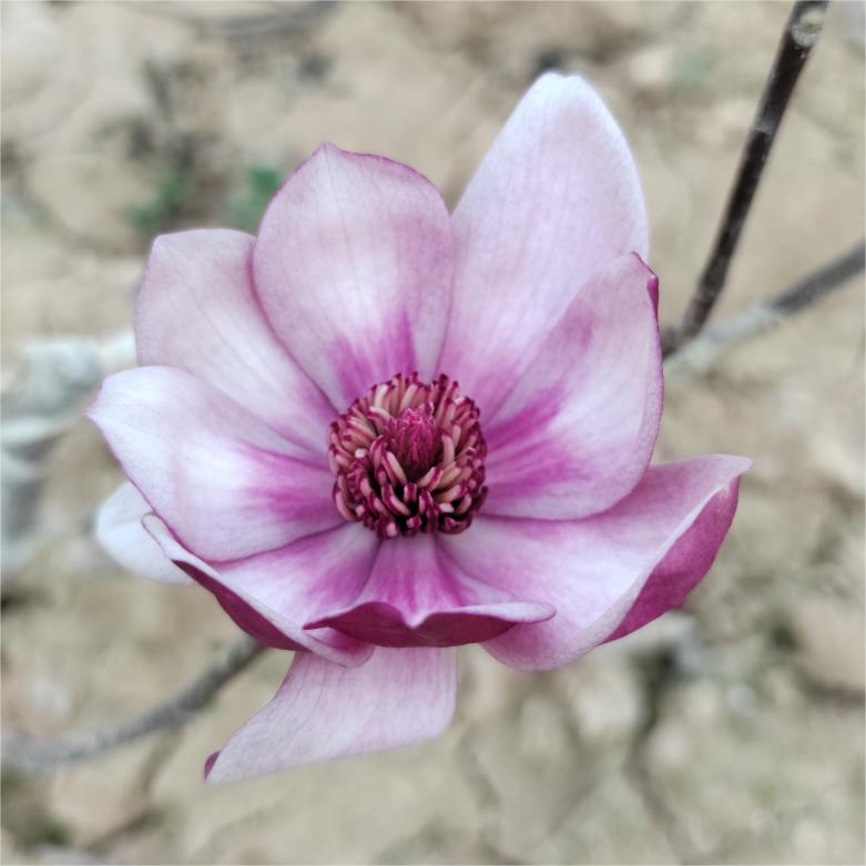Different Varieties and Uses of Magnolia Trees - CHINESE EXPORTER