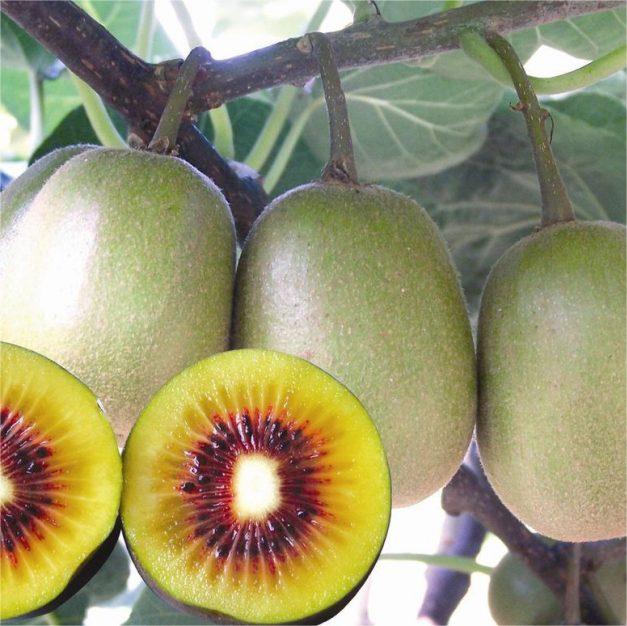 Red-fleshed kiwifruit HongYang /‘RedYang’ - CHINESE EXPORTER