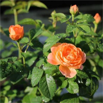 Rose Terrazza Juicy - CHINESE EXPORTER