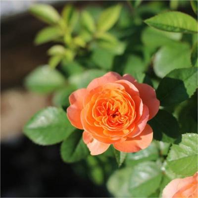 Rose Terrazza Juicy - CHINESE EXPORTER