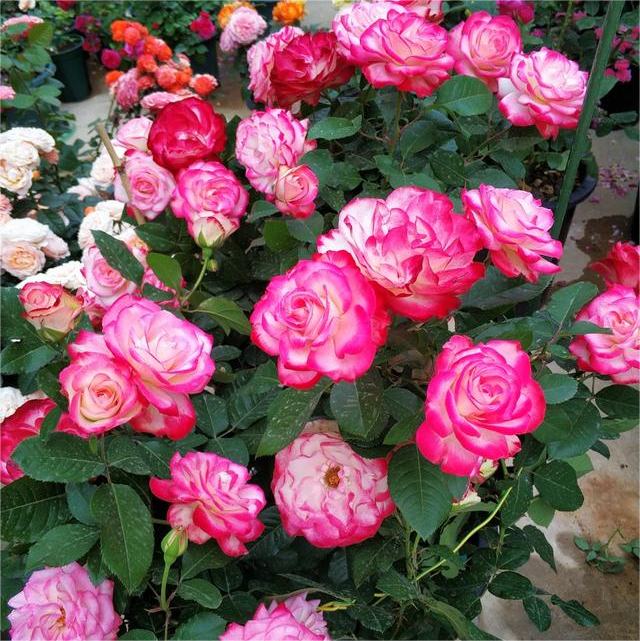 Rosebush Jubilé du Prince de Monaco - CHINESE EXPORTER