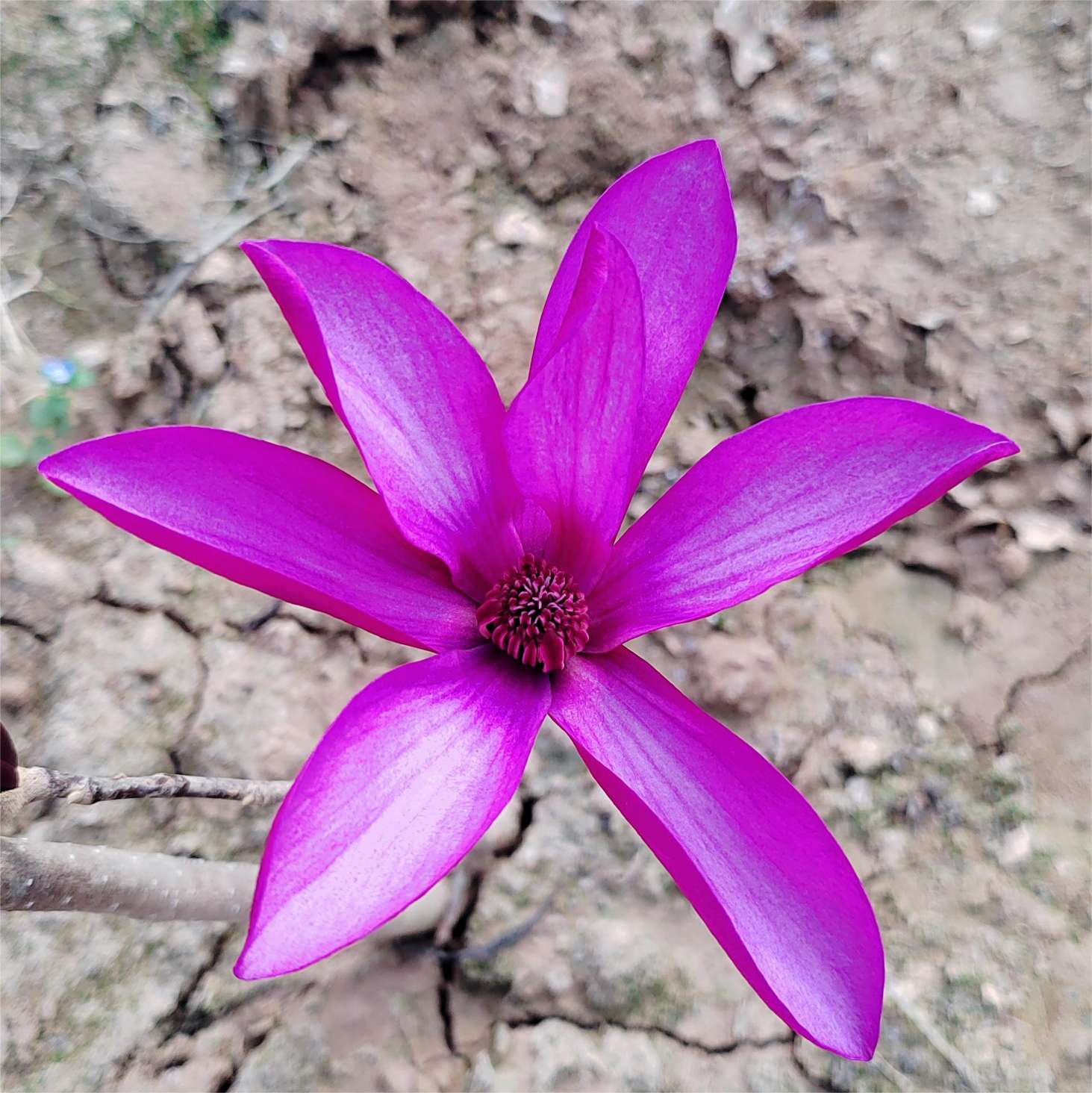 Magnolia 'Betty' - CHINESE EXPORTER