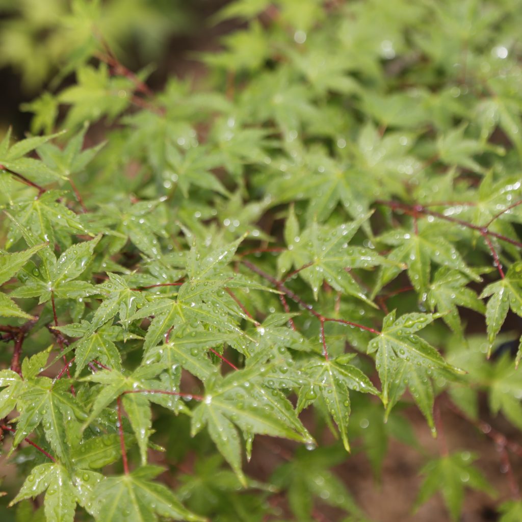 Acer Palmatum 'Beni-Chidori'(Japanese Maple) - CHINESE EXPORTER