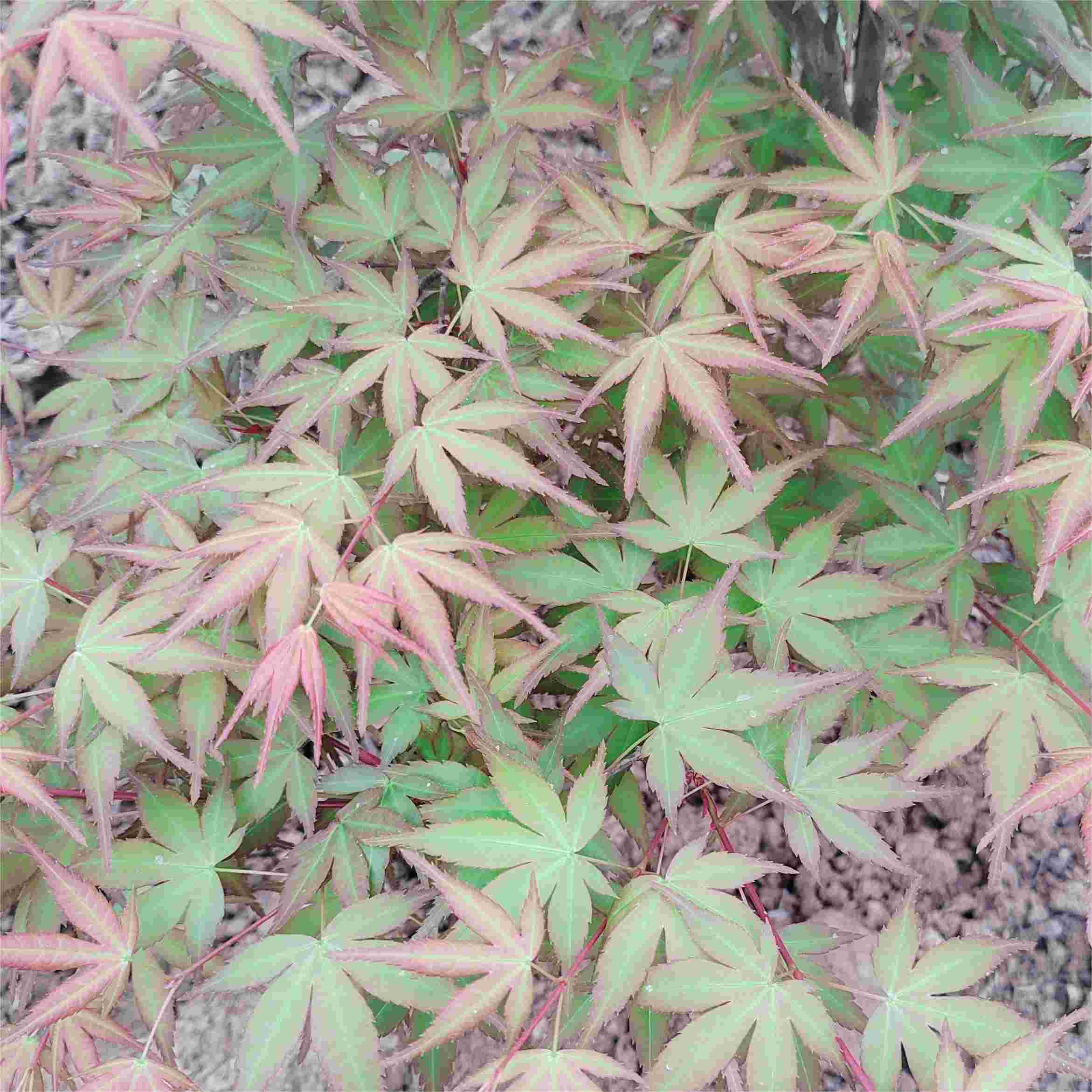 Acer Palmatum 'Beni-Chidori'(Japanese Maple) - CHINESE EXPORTER