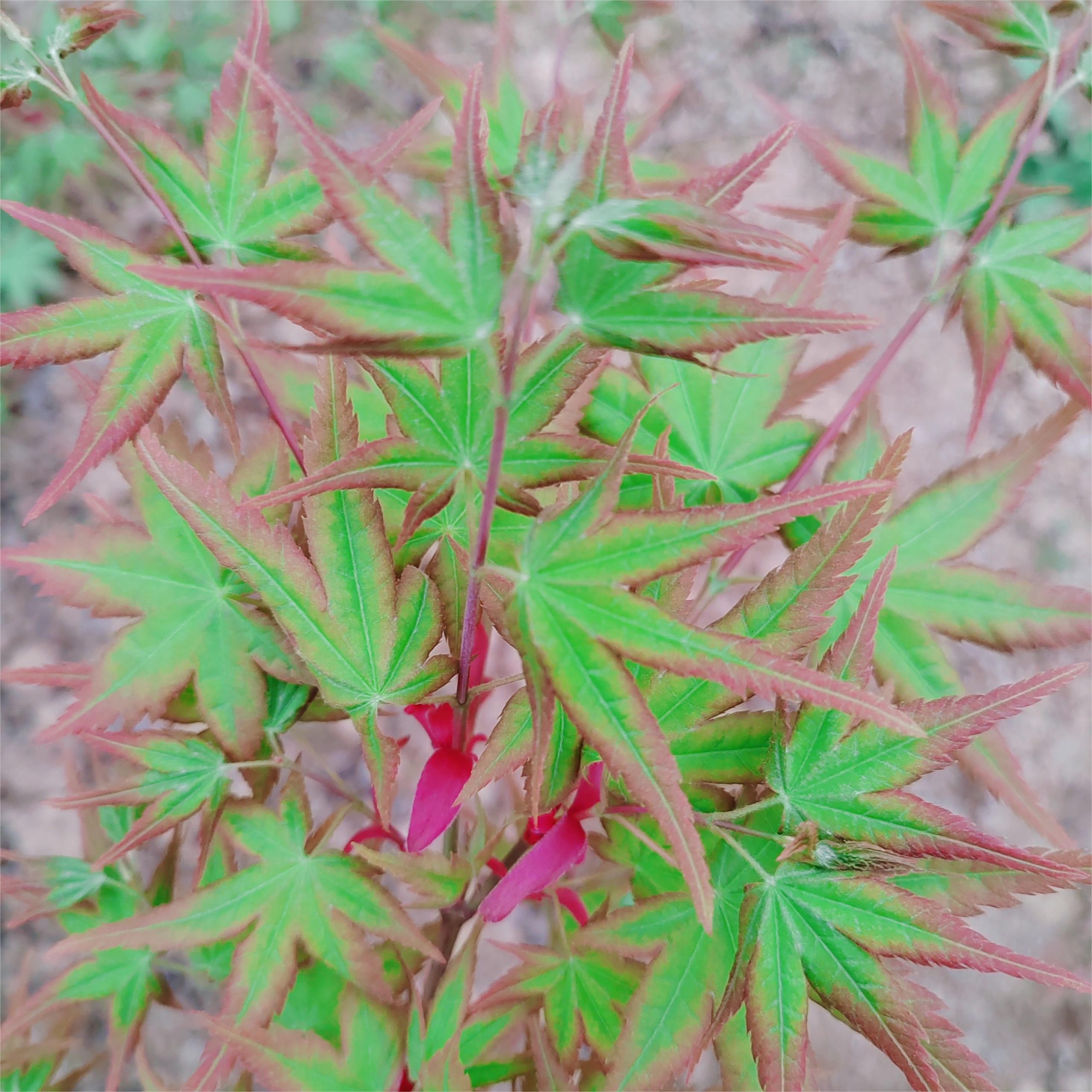 Acer Palmatum Mikawa Nishiki (Japanese Maple) - CHINESE EXPORTER