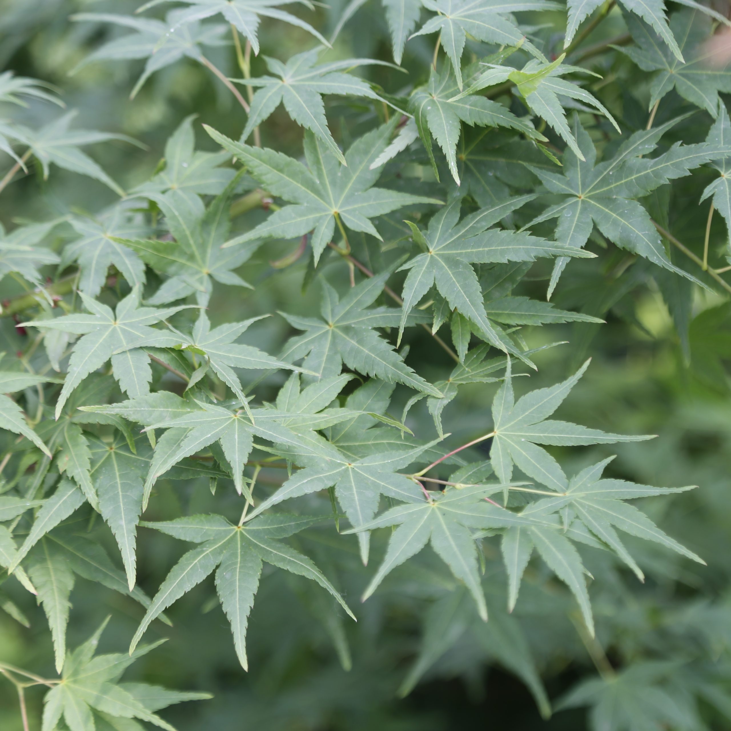 Acer Palmatum Mikawa Nishiki (Japanese Maple) - CHINESE EXPORTER