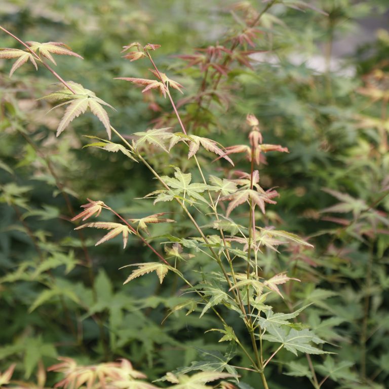 Acer Palmatum Mikawa Nishiki (Japanese Maple) - CHINESE EXPORTER