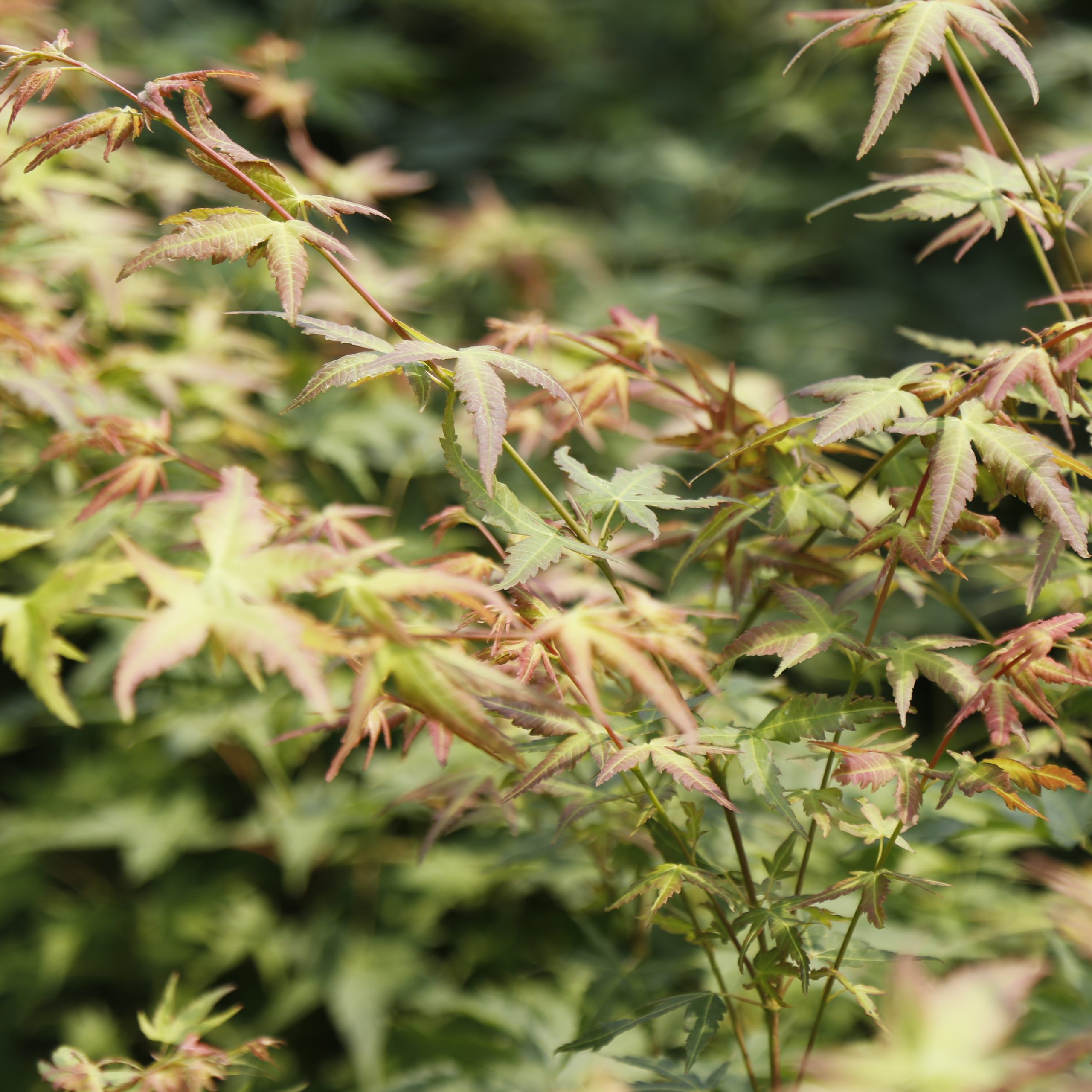 Acer Palmatum Mikawa Nishiki (Japanese Maple) - CHINESE EXPORTER