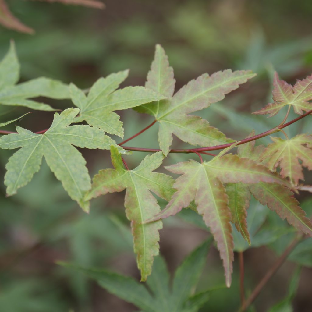 Acer palmatum 'Arakawa'(Japanese Maple) - CHINESE EXPORTER