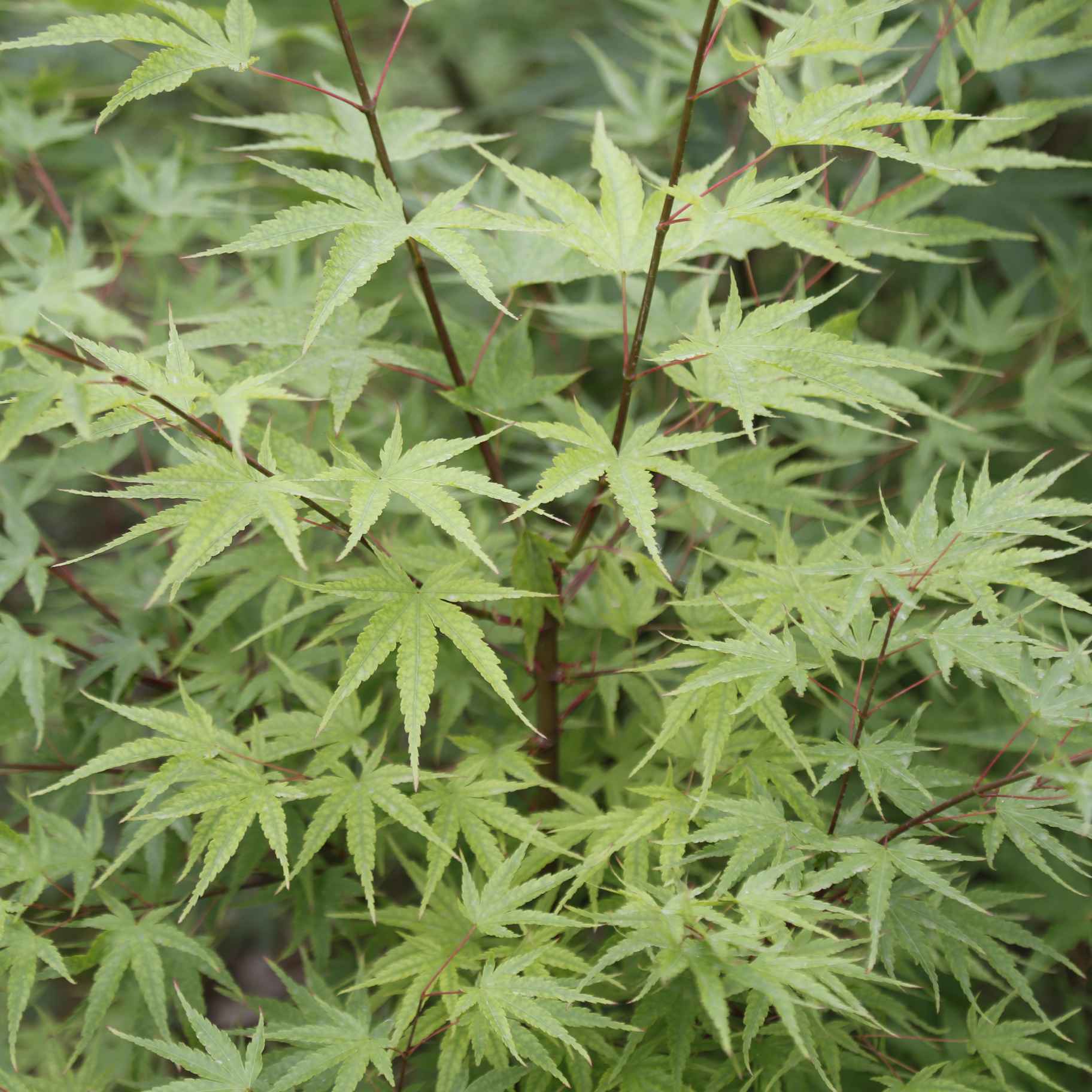 Acer palmatum 'Arakawa'(Japanese Maple) - CHINESE EXPORTER