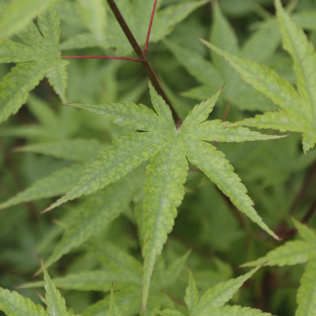 Acer palmatum 'Arakawa'(Japanese Maple) - CHINESE EXPORTER