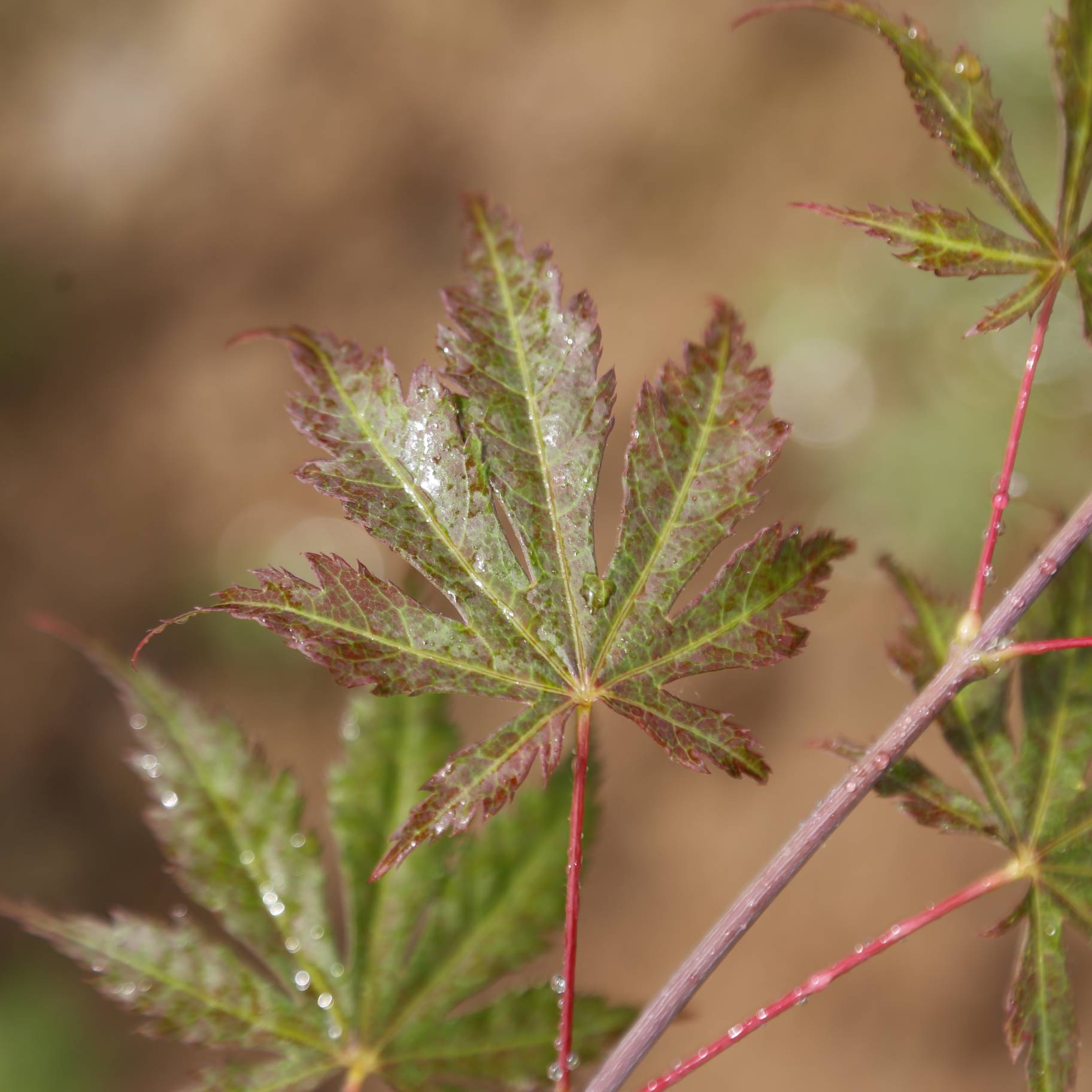 Acer palmatum 'Ariadne'(Japanese Maple) - CHINESE EXPORTER