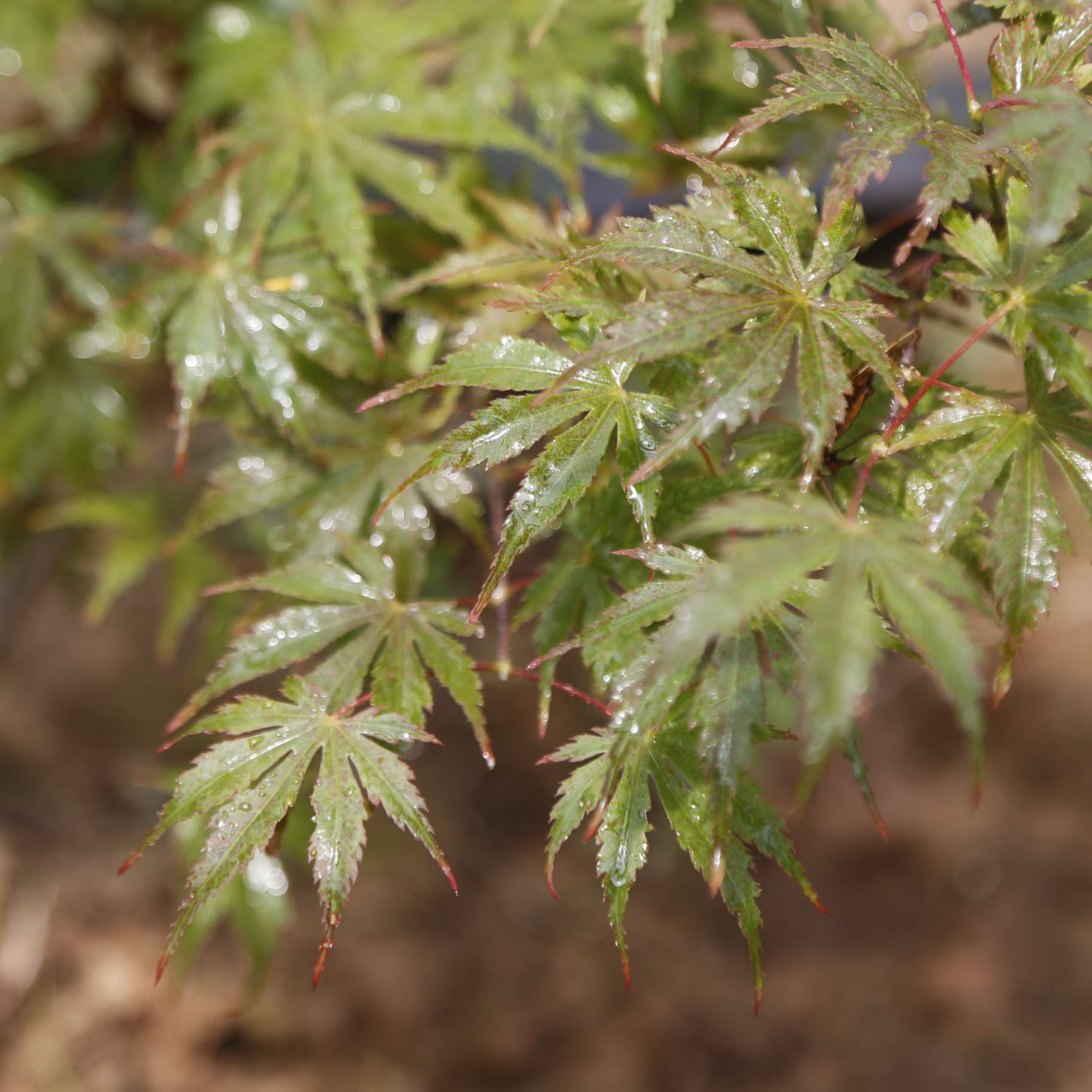 Acer palmatum 'Ariadne'(Japanese Maple) - CHINESE EXPORTER