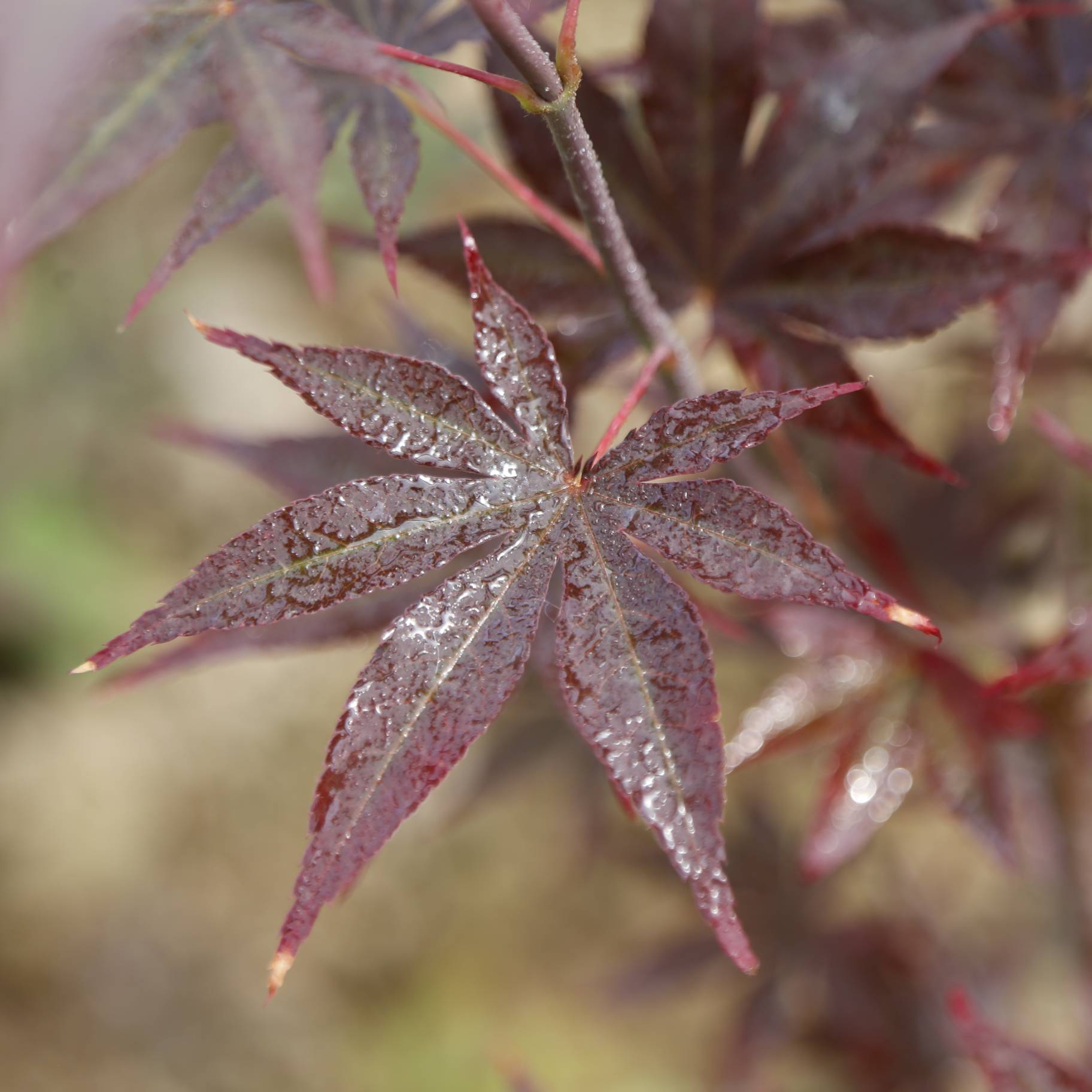 Acer palmatum 'Ariake nomura'(Japanese Maple) - CHINESE EXPORTER