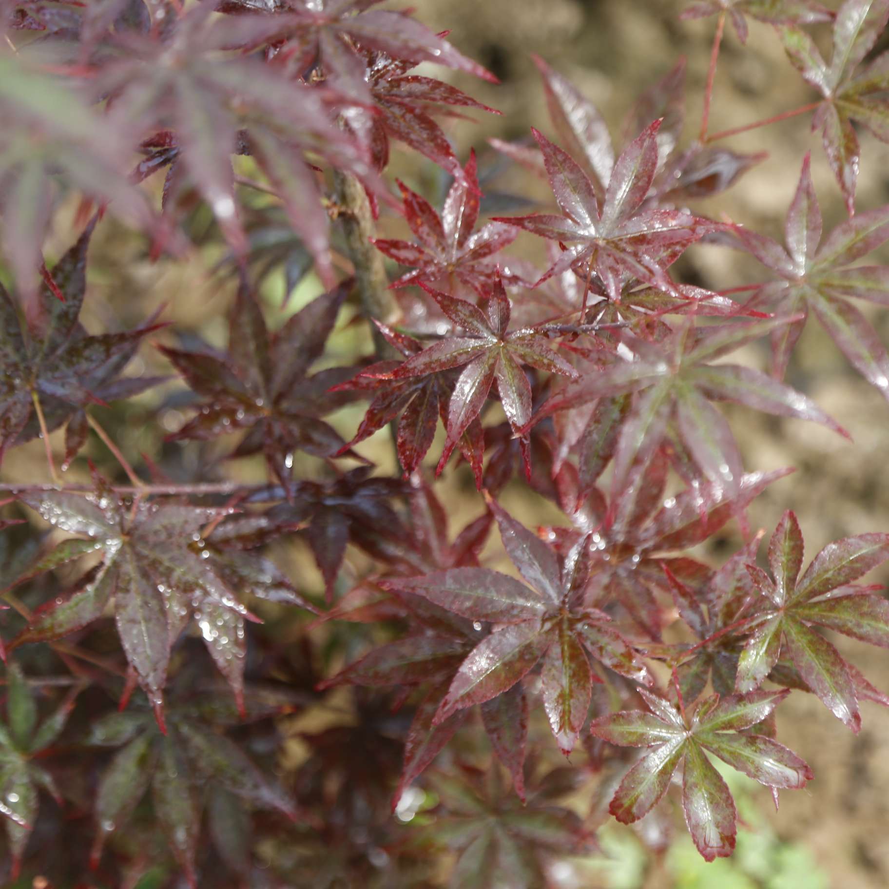 Acer palmatum 'Ariake nomura'(Japanese Maple) - CHINESE EXPORTER