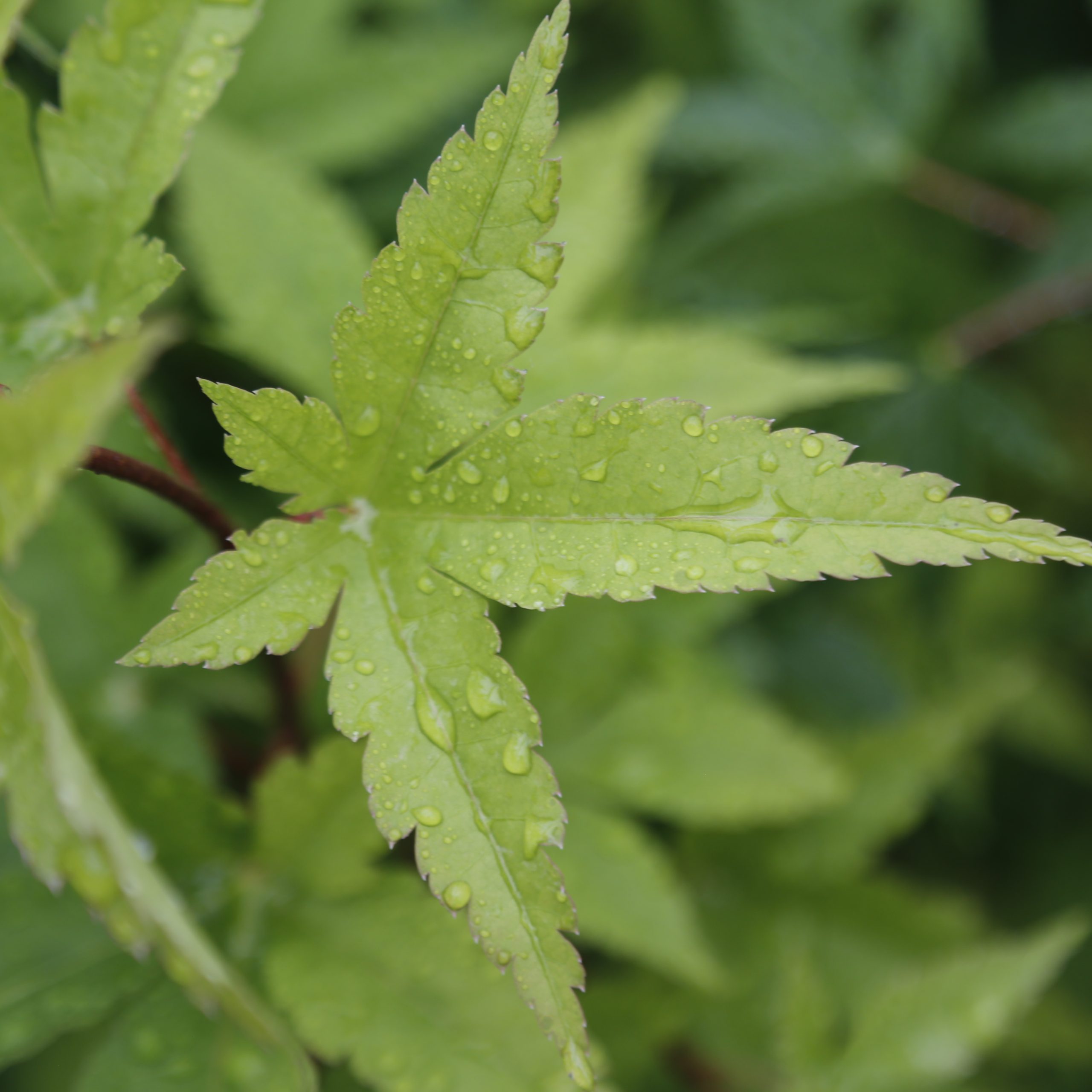 Acer palmatum 'Beni zuru' (Japanese Maple) - CHINESE EXPORTER