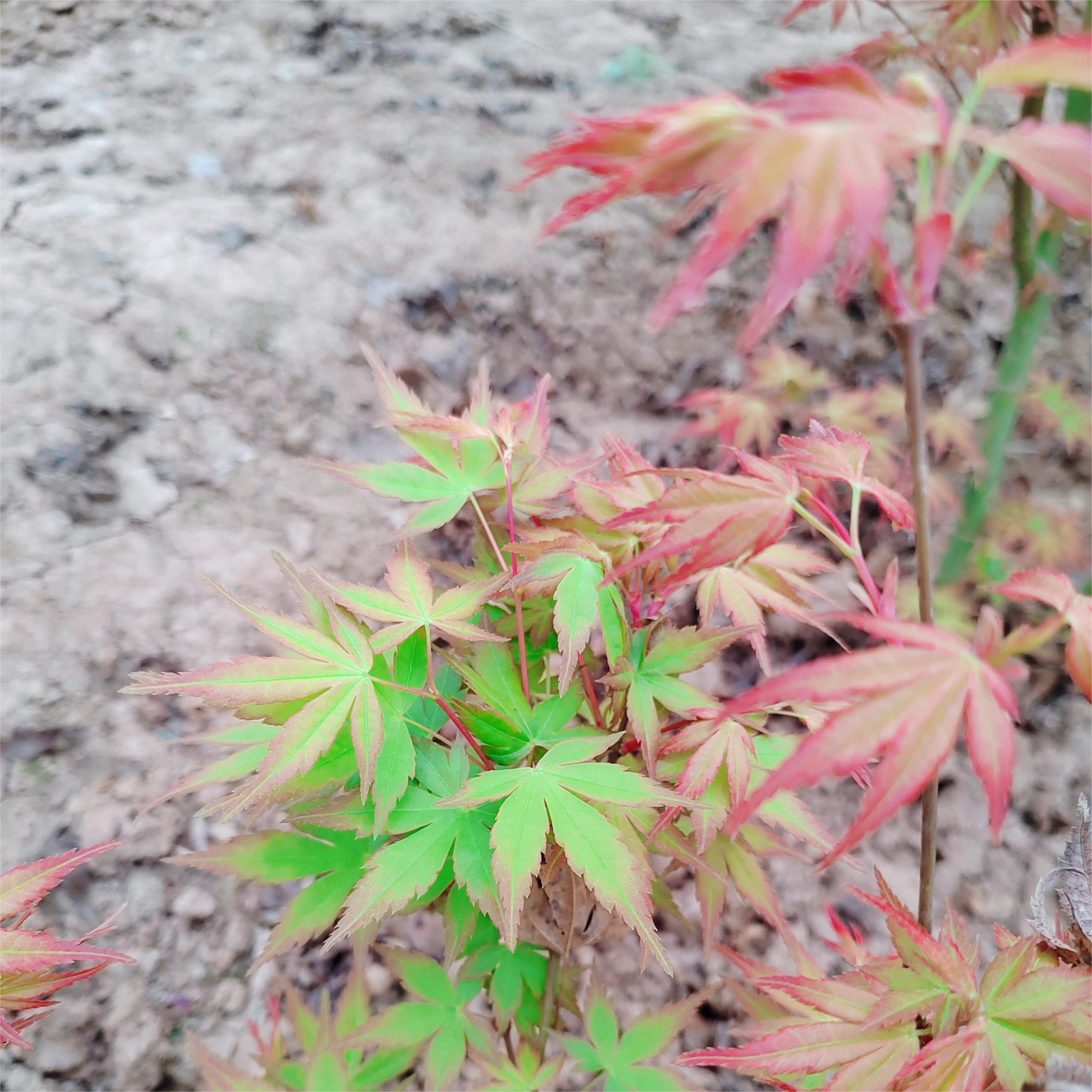 Acer palmatum 'Beni zuru' (Japanese Maple) - CHINESE EXPORTER