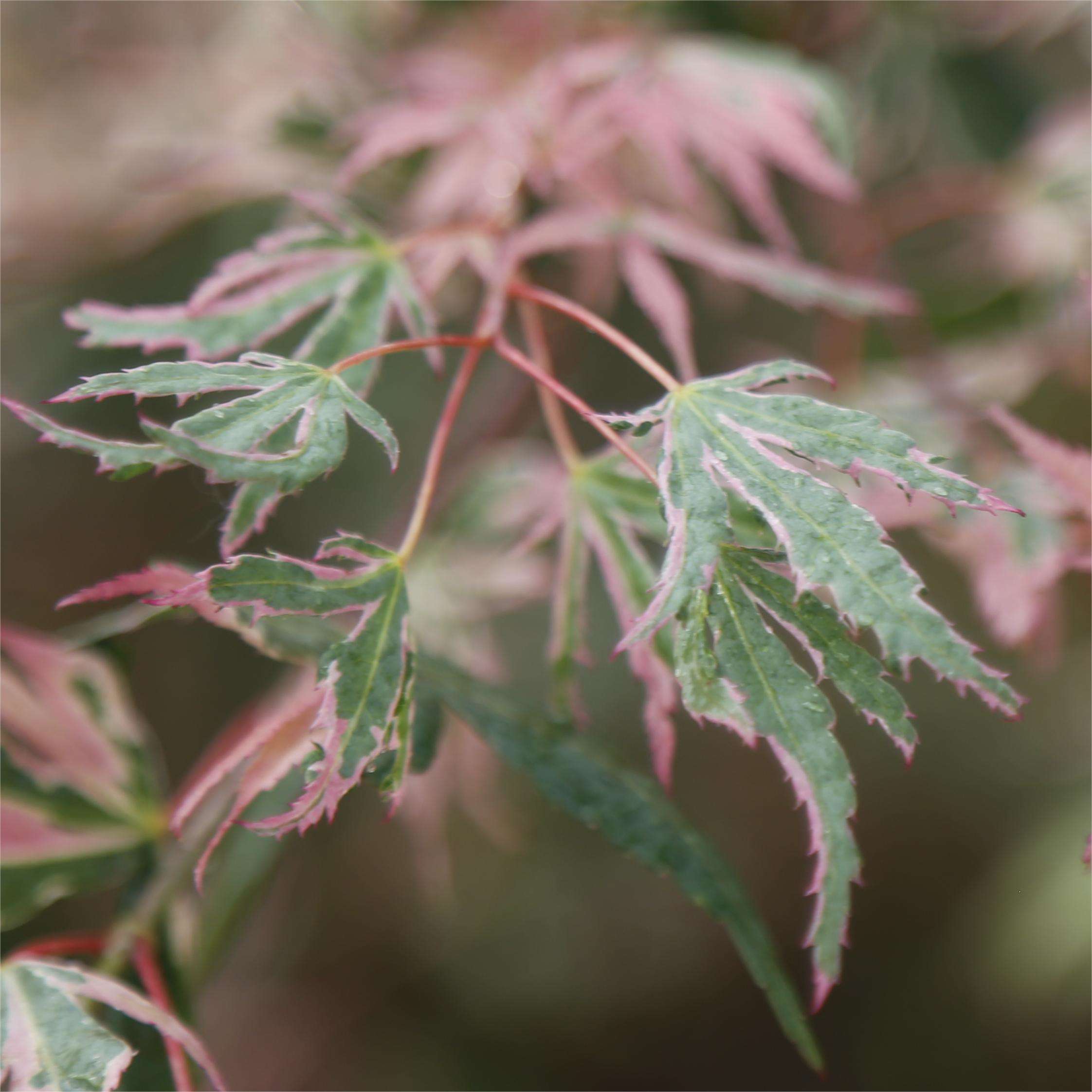Acer palmatum 'Hana fubuki' - CHINESE EXPORTER