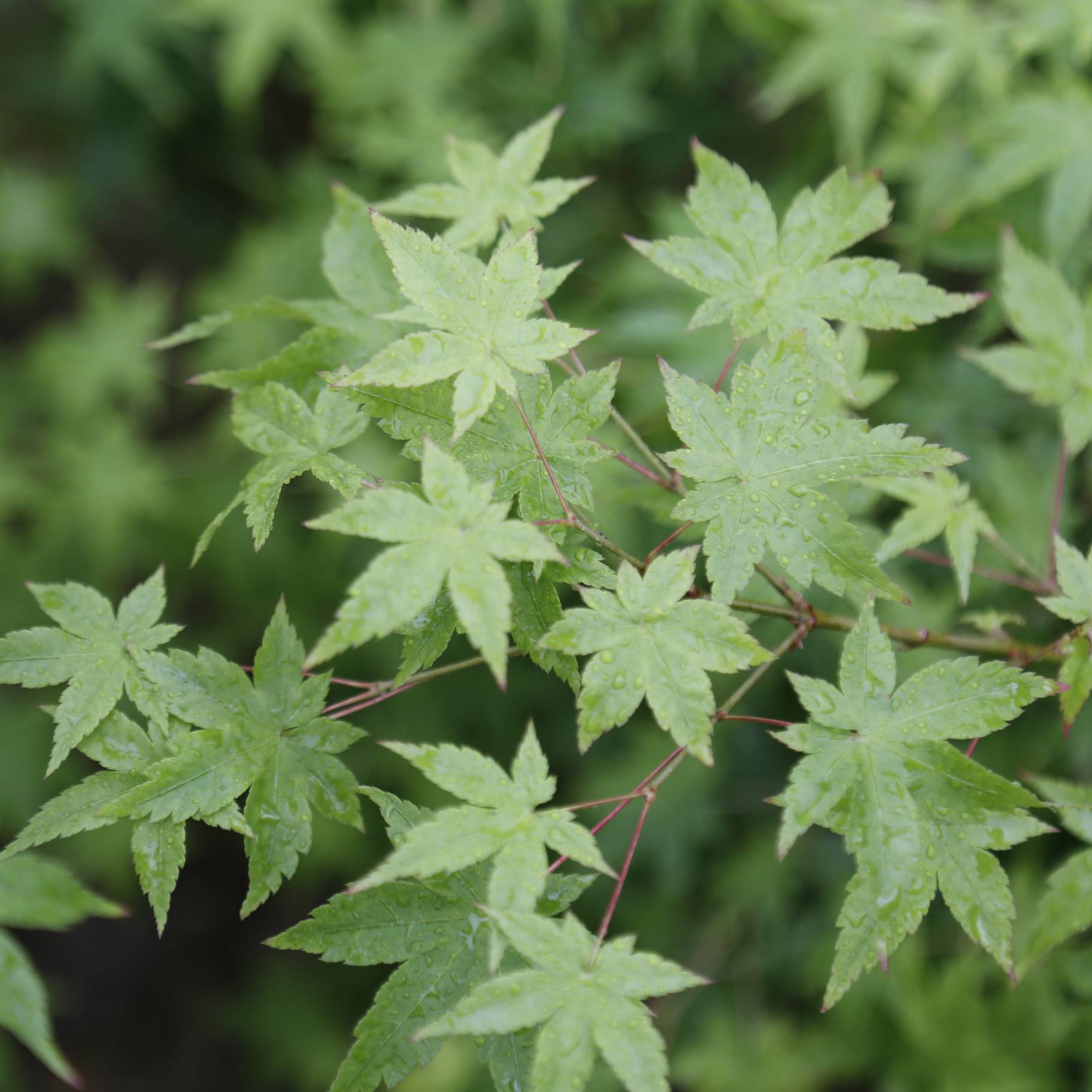 Acer palmatum 'Kashima yatsubusa' (Japanese Maple) - CHINESE EXPORTER