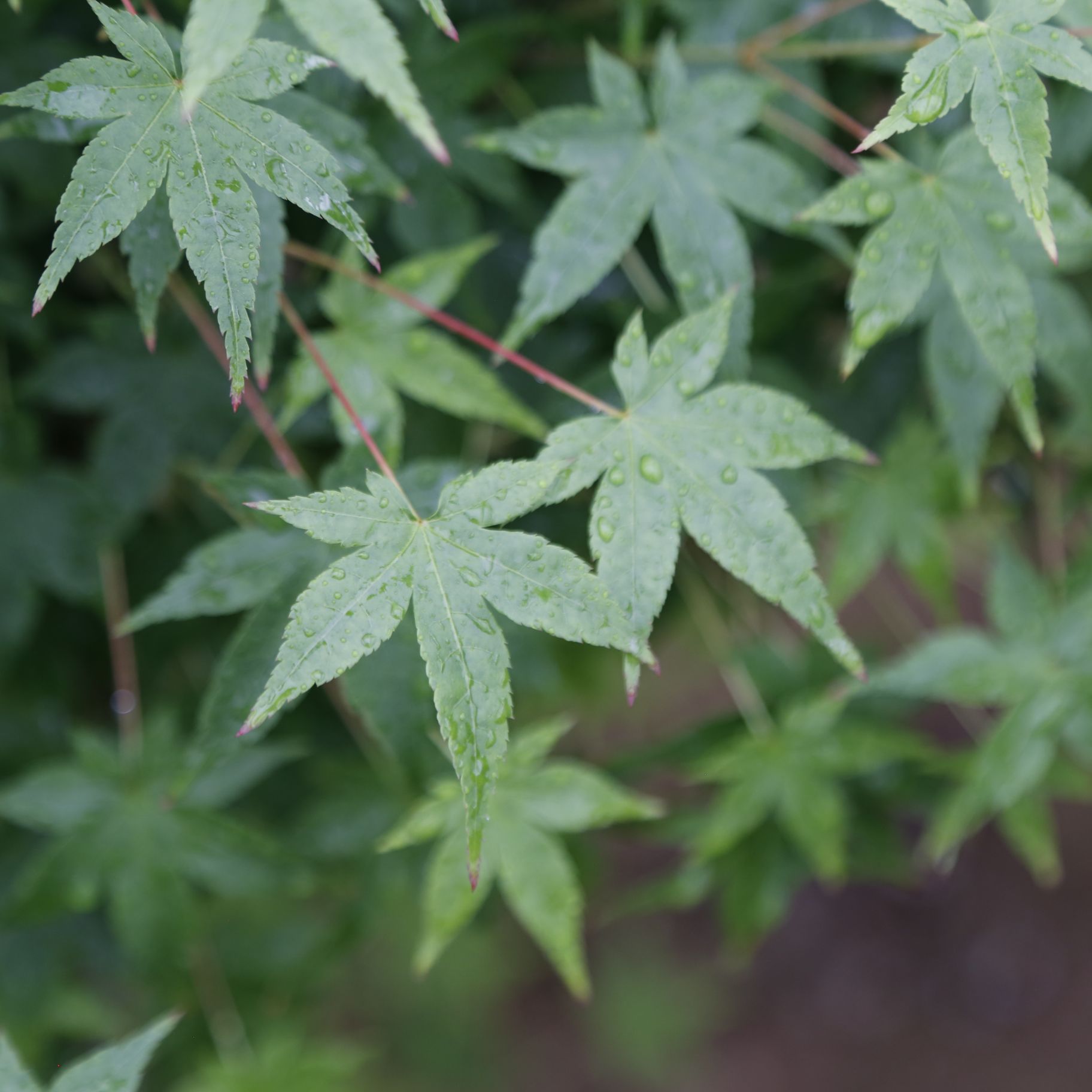 Acer palmatum 'Kashima yatsubusa' (Japanese Maple) - CHINESE EXPORTER