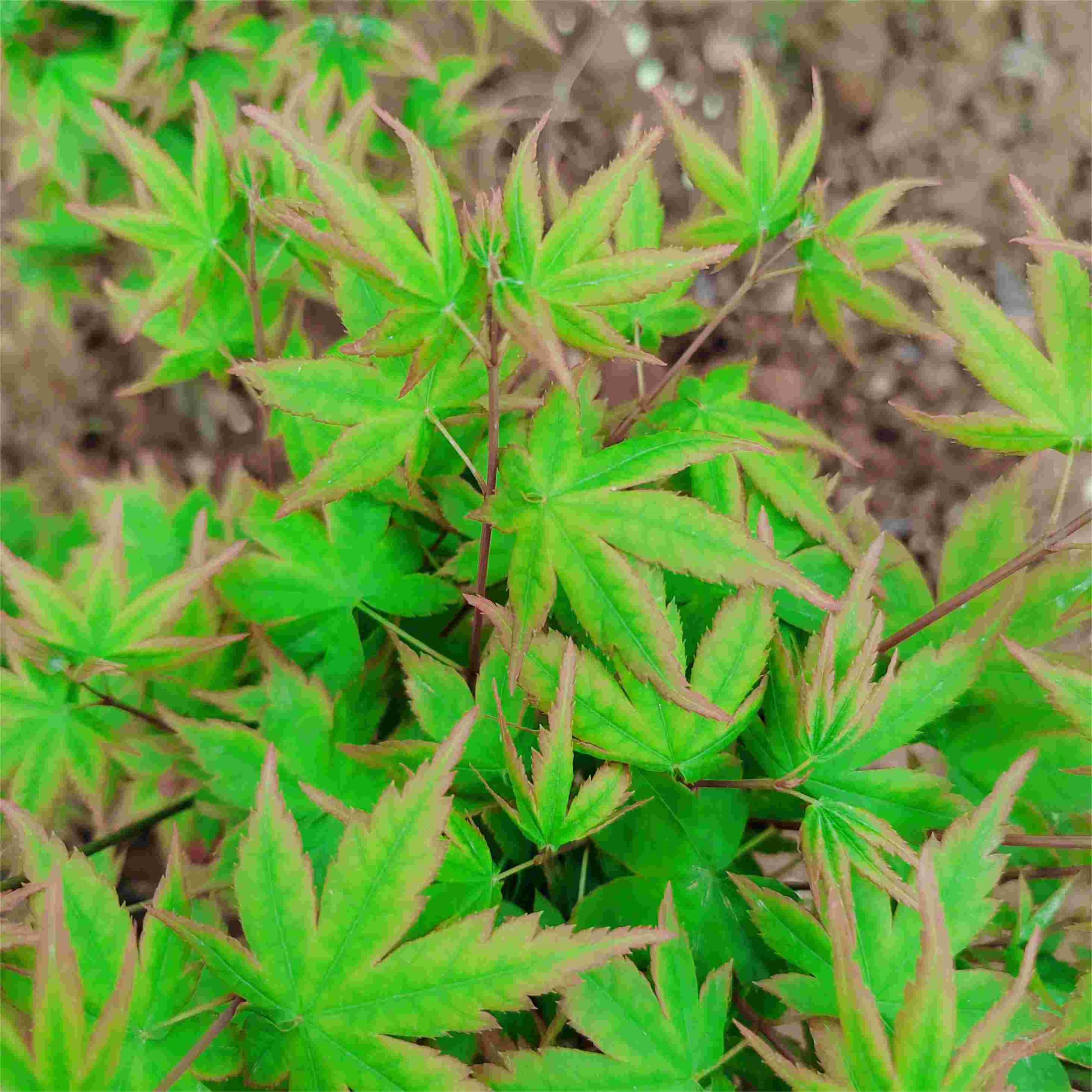 Acer palmatum 'Kashima yatsubusa' (Japanese Maple) - CHINESE EXPORTER