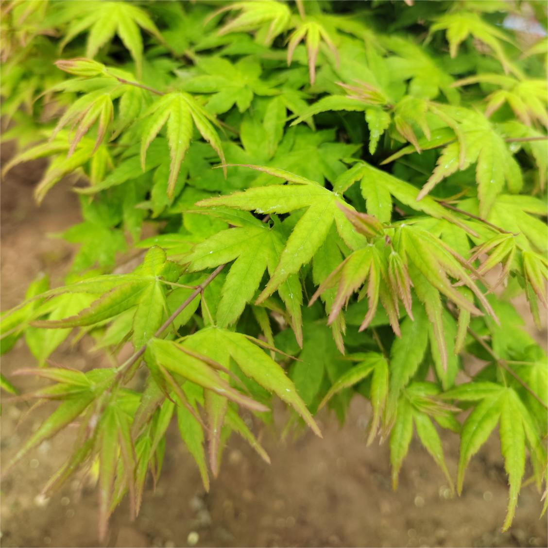 Acer palmatum 'Kashima yatsubusa' (Japanese Maple) - CHINESE EXPORTER