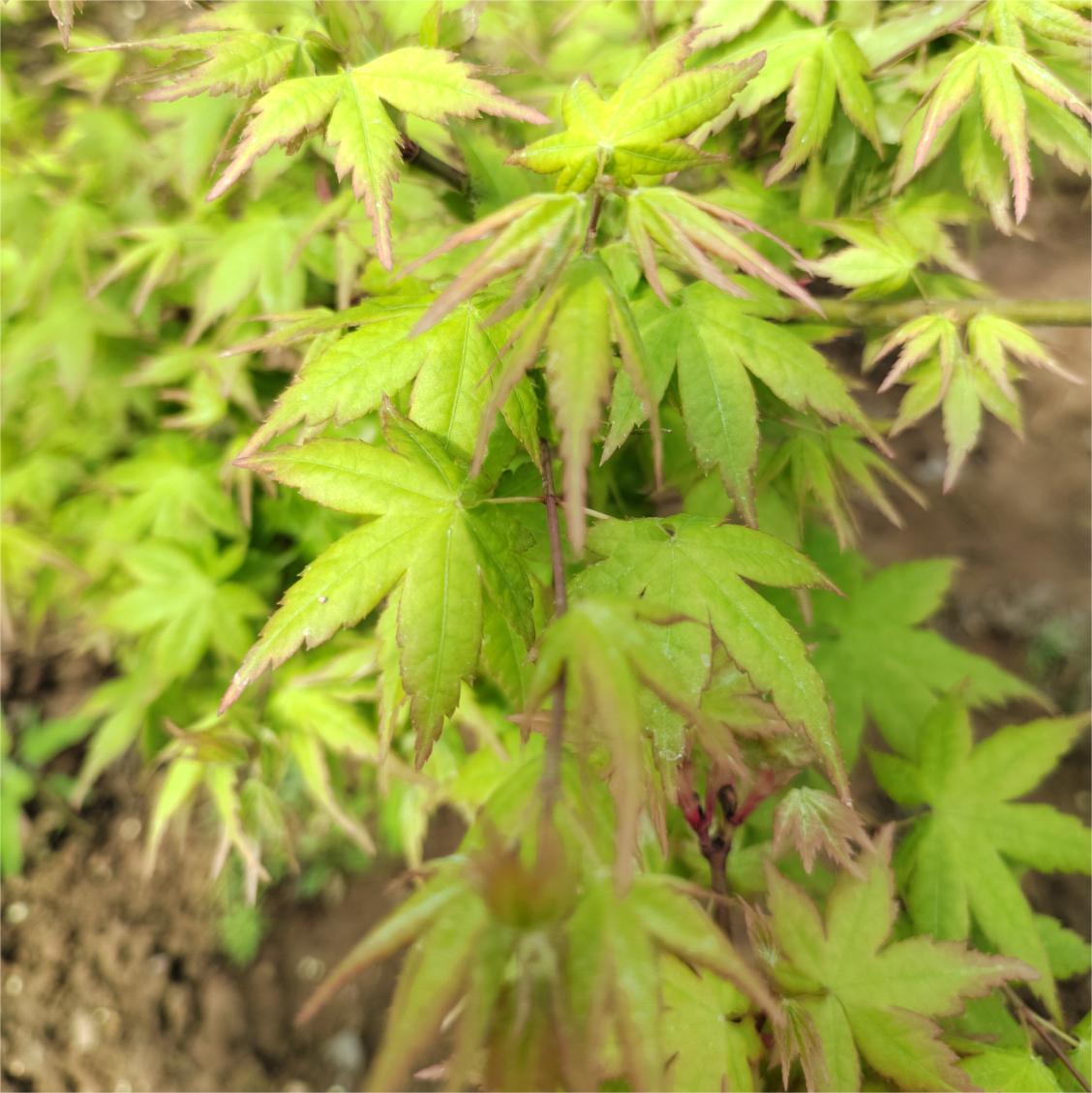 Acer palmatum 'Kashima yatsubusa' (Japanese Maple) - CHINESE EXPORTER