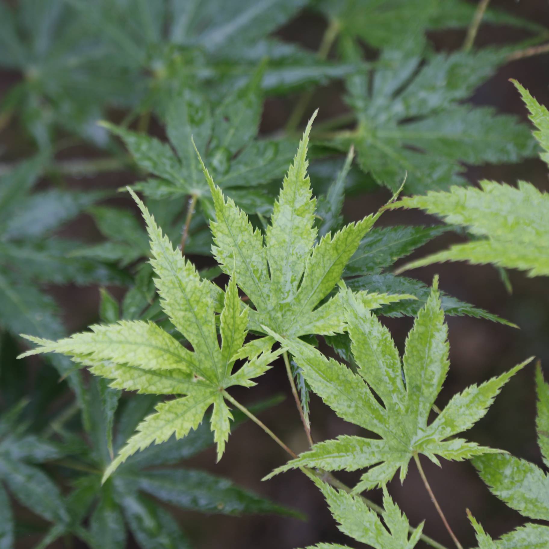 Acer palmatum 'Ki-hachijō' (Japanese Maple) - CHINESE EXPORTER