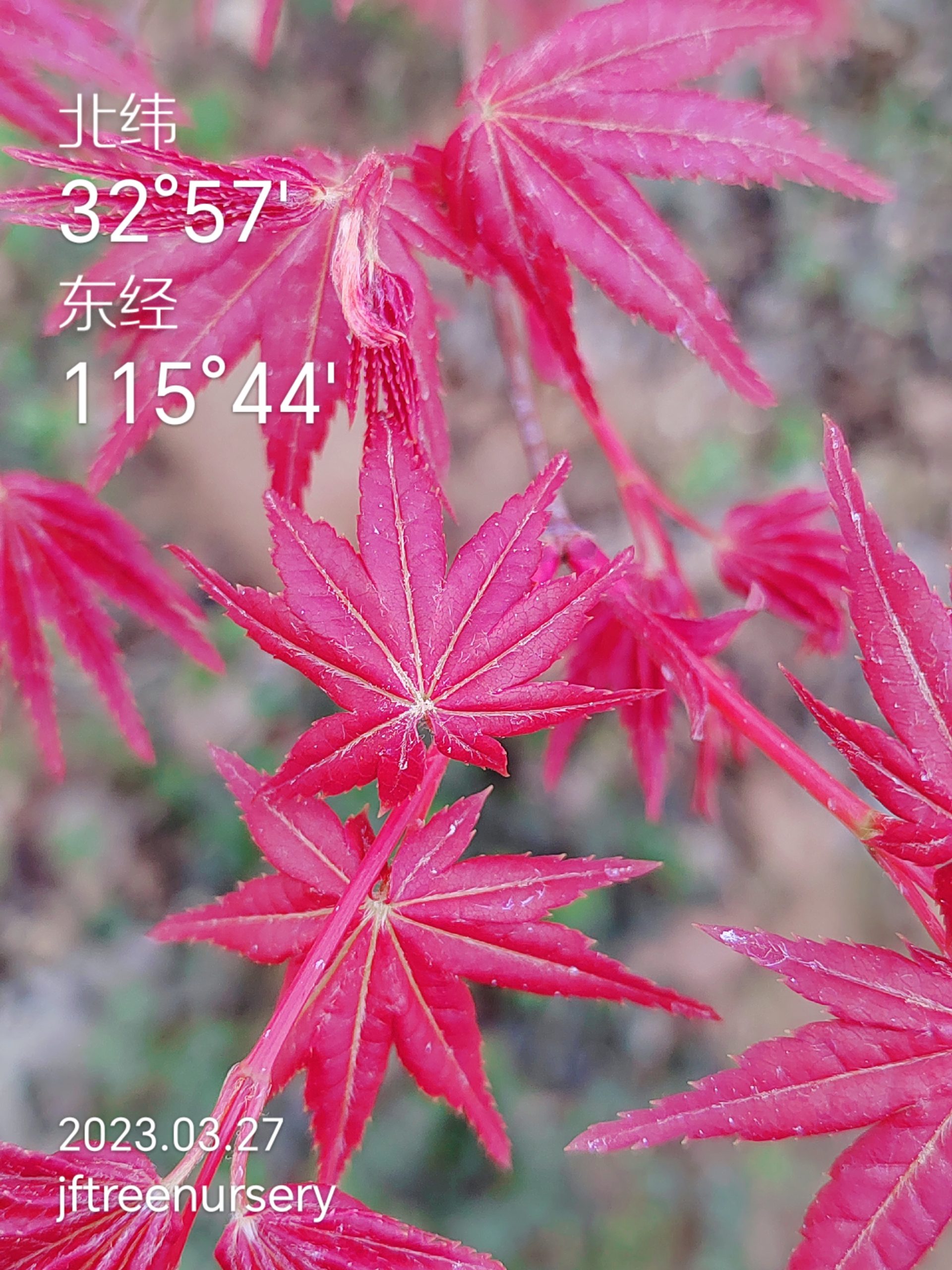 Acer palmatum 'Otome zakura' (Japanese Maple) - CHINESE EXPORTER