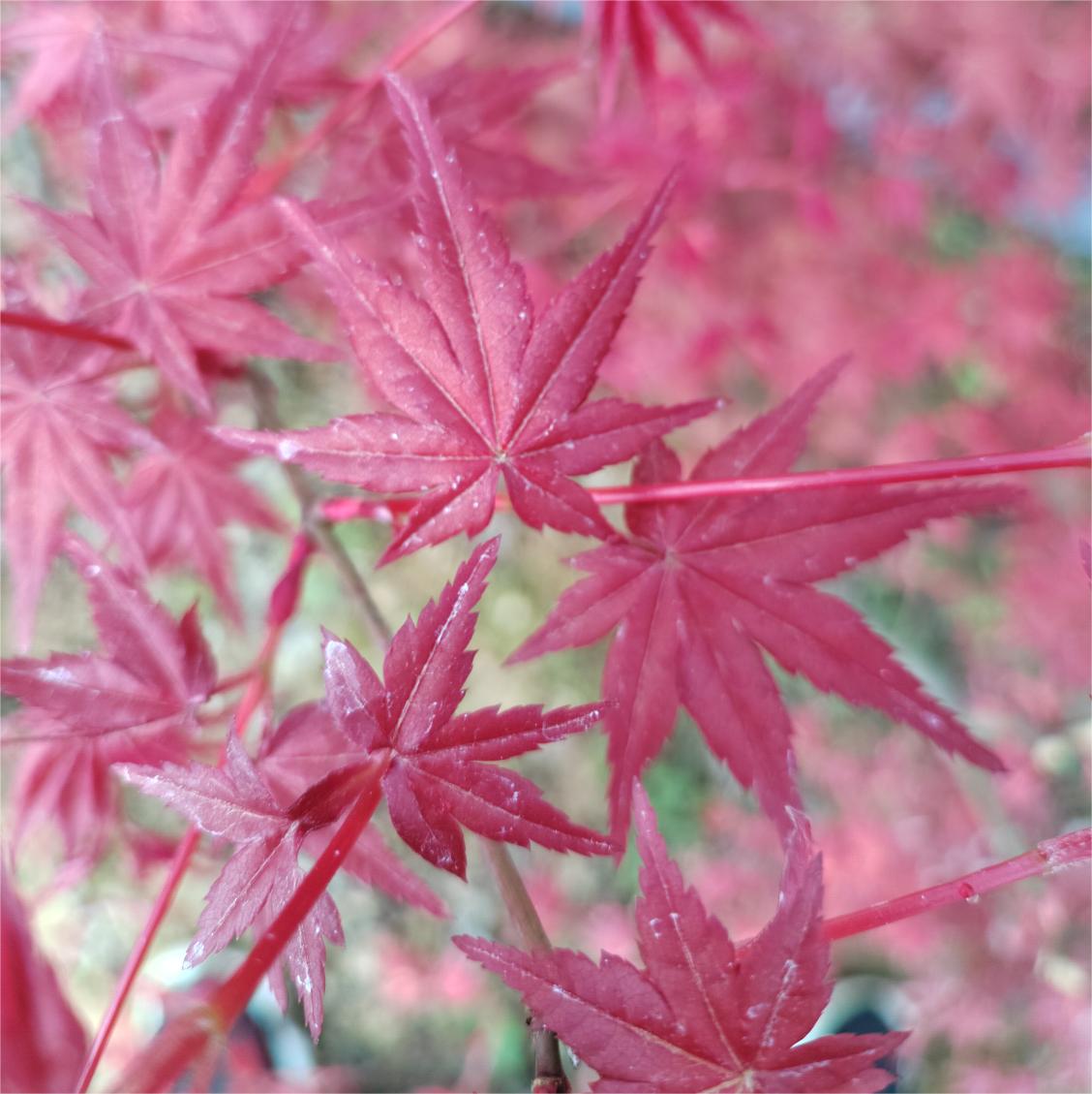 Acer palmatum 'Otome zakura' (Japanese Maple) - CHINESE EXPORTER