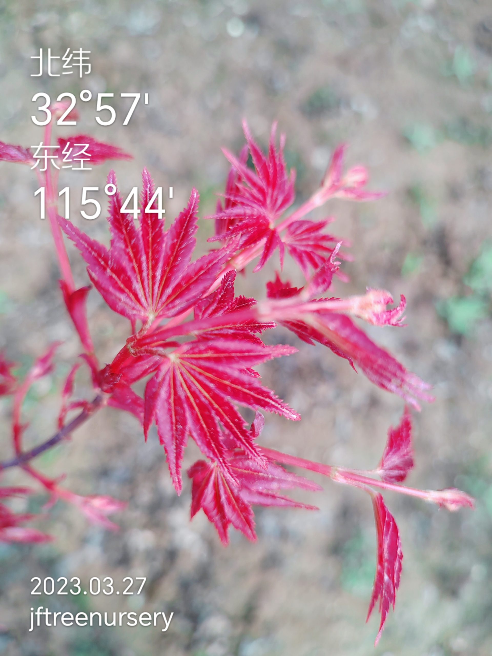 Acer palmatum 'Otome zakura' (Japanese Maple) - CHINESE EXPORTER